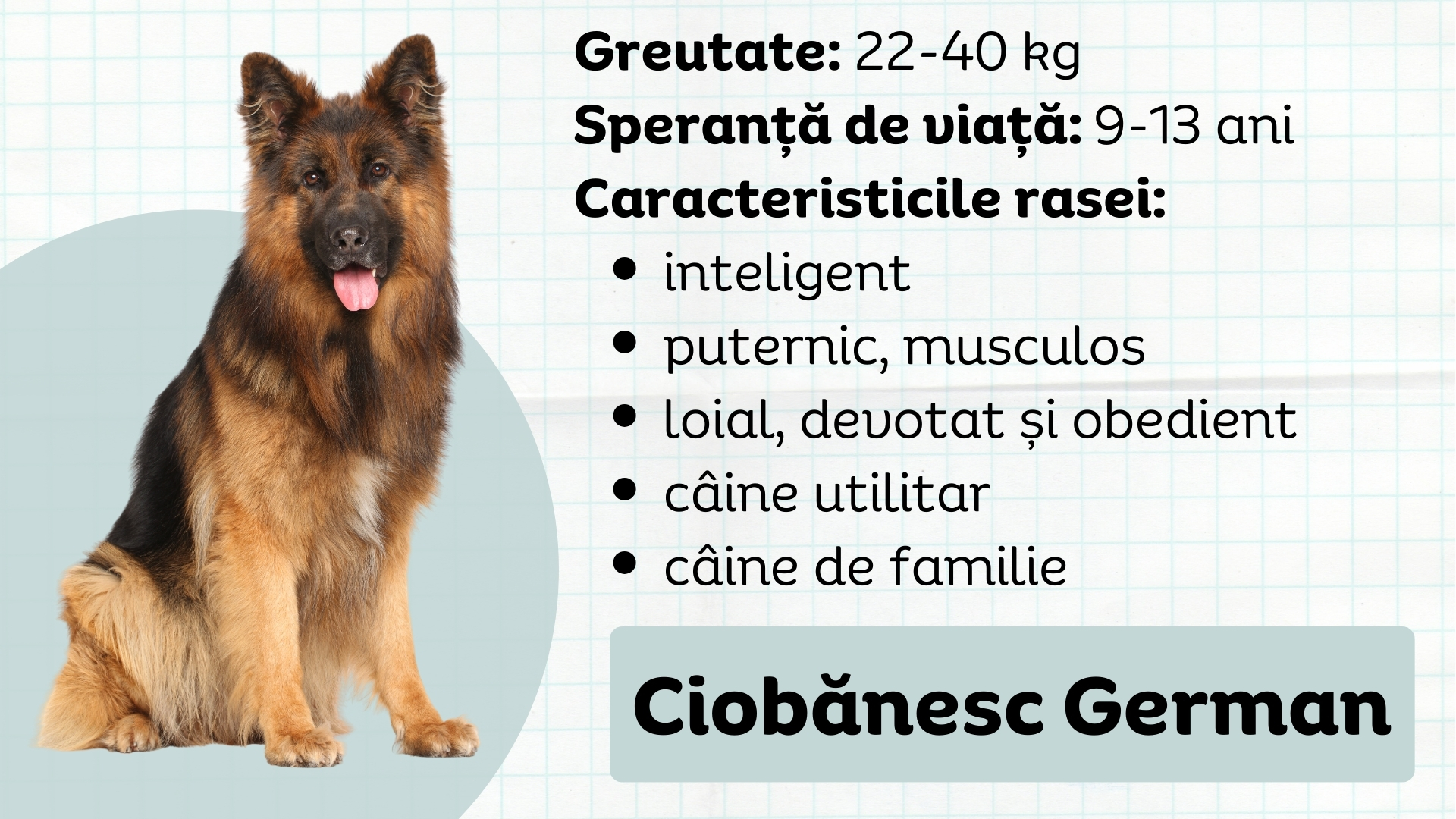 Ciobănesc German - Soldat, polițist, ciobănesc de cireadă...