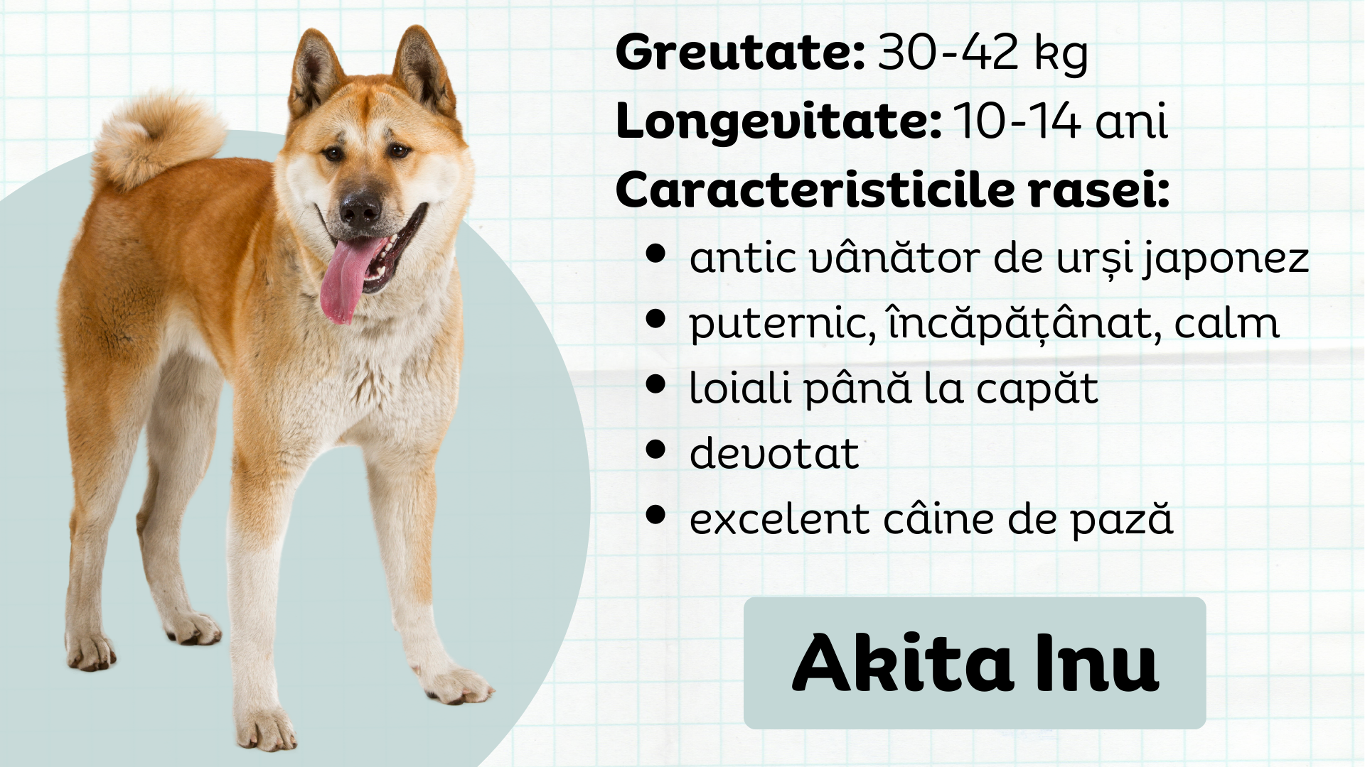 Akita Inu - Ultimul samurai
