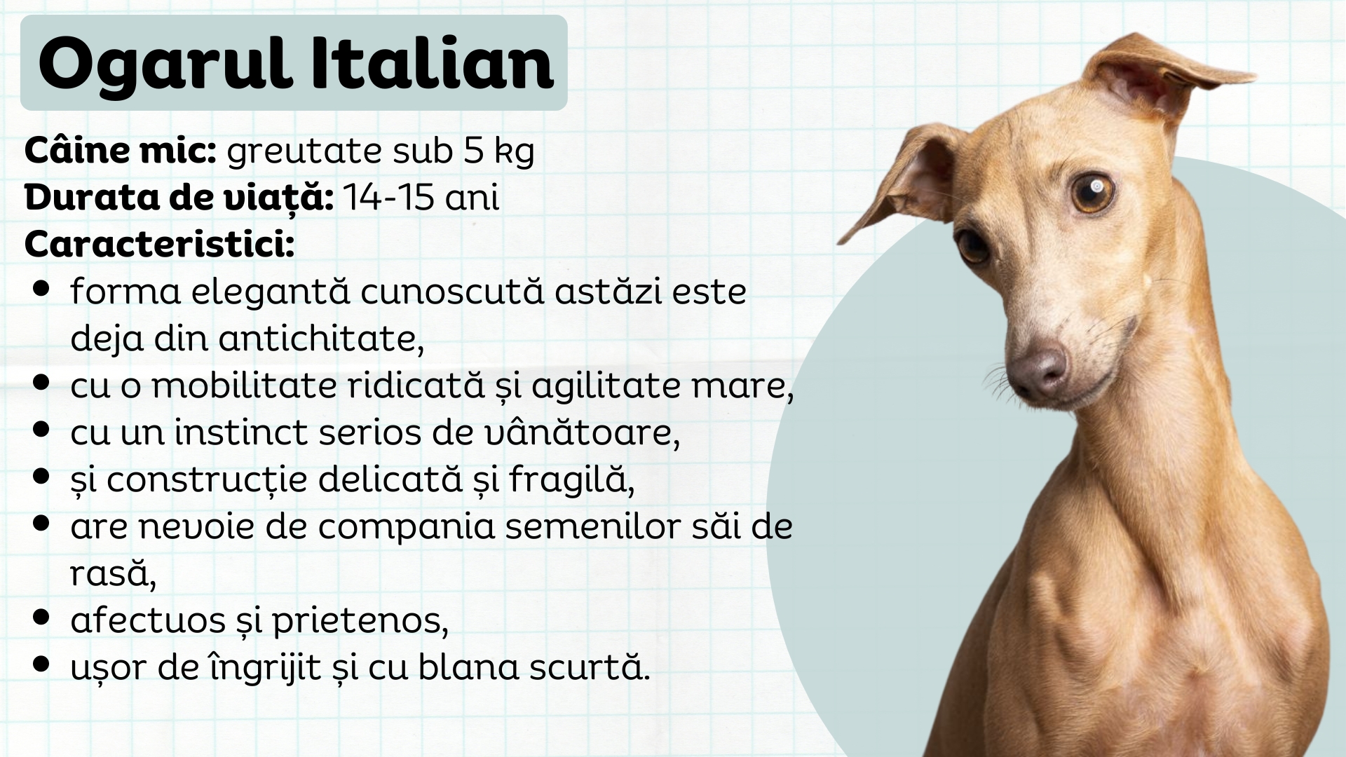 Ogarul italian