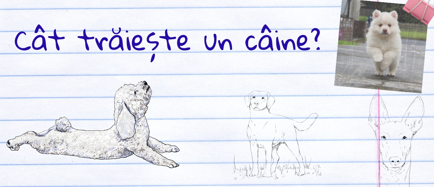 Cât trăiește un câine?